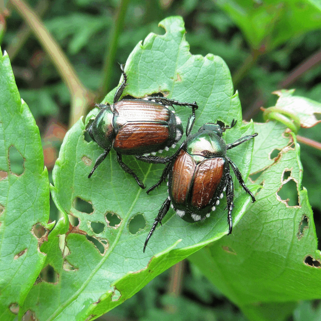 Identifying Invasive Animals | The Meetinghouse